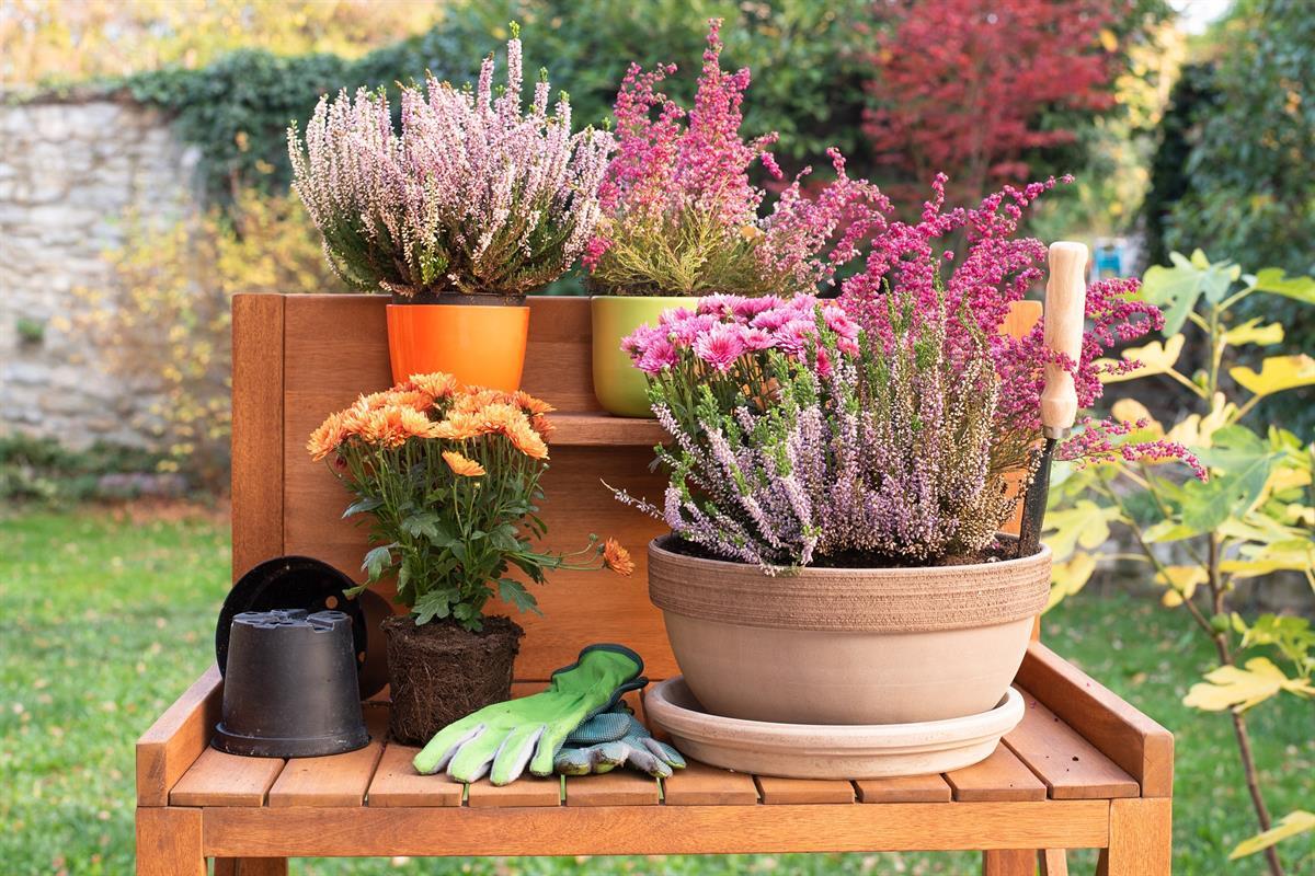 September im Garten - was ist wichtig zu beachten? | rotopino.de